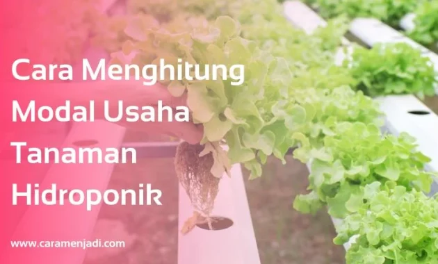 Cara Menghitung Modal Usaha Tanaman Hidroponik 2024 Cara Menghitung Modal Usaha Tanaman Hidroponik 2024